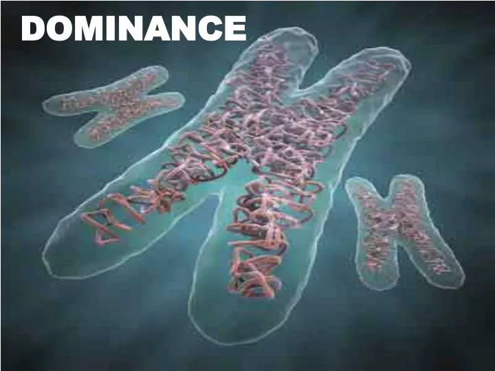 PPT - DOMINANCE PowerPoint Presentation, free download - ID:3209975