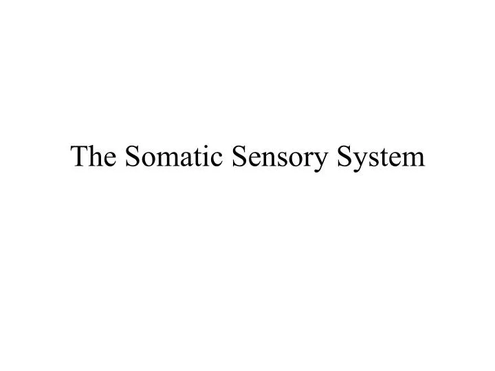PPT - The Somatic Sensory System PowerPoint Presentation, free download ...