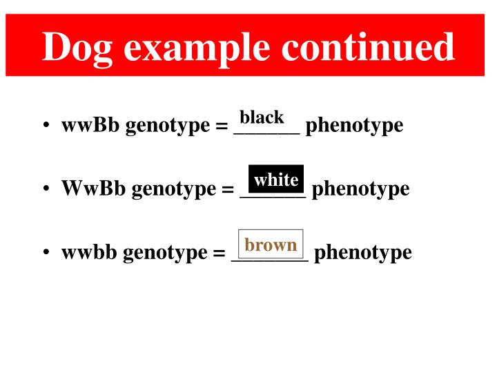 PPT - Dihybrid Crosses PowerPoint Presentation - ID:3212859
