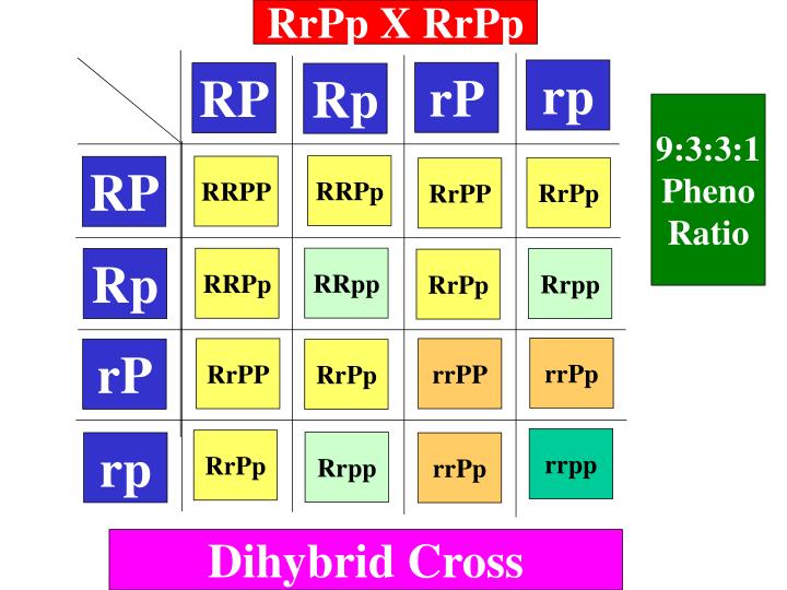 PPT - Dihybrid Crosses PowerPoint Presentation - ID:3212859