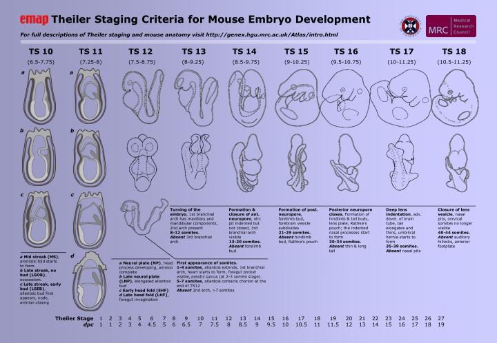 PPT - TS 1 (0-2.5) PowerPoint Presentation - ID:3212963