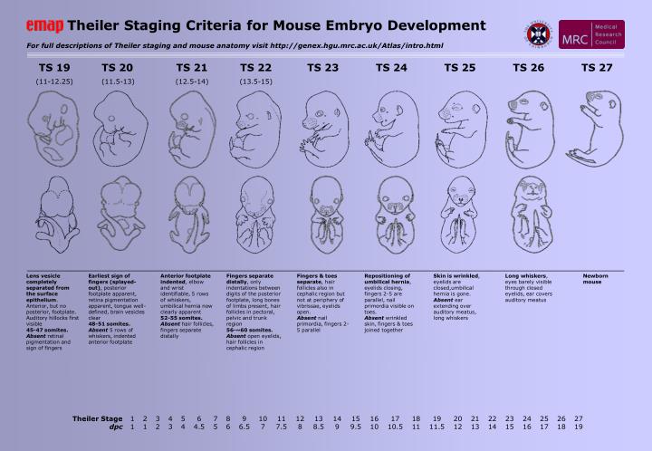 PPT - TS 1 (0-2.5) PowerPoint Presentation - ID:3212963