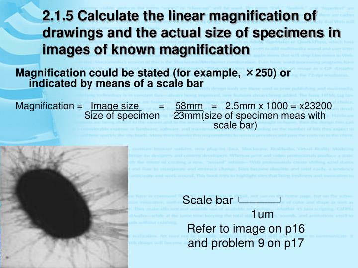 PPT - Microscopes and Cells PowerPoint Presentation - ID:3213515