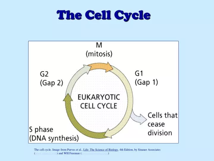 Ppt The Cell Cycle Powerpoint Presentation Free Download Id 3213690