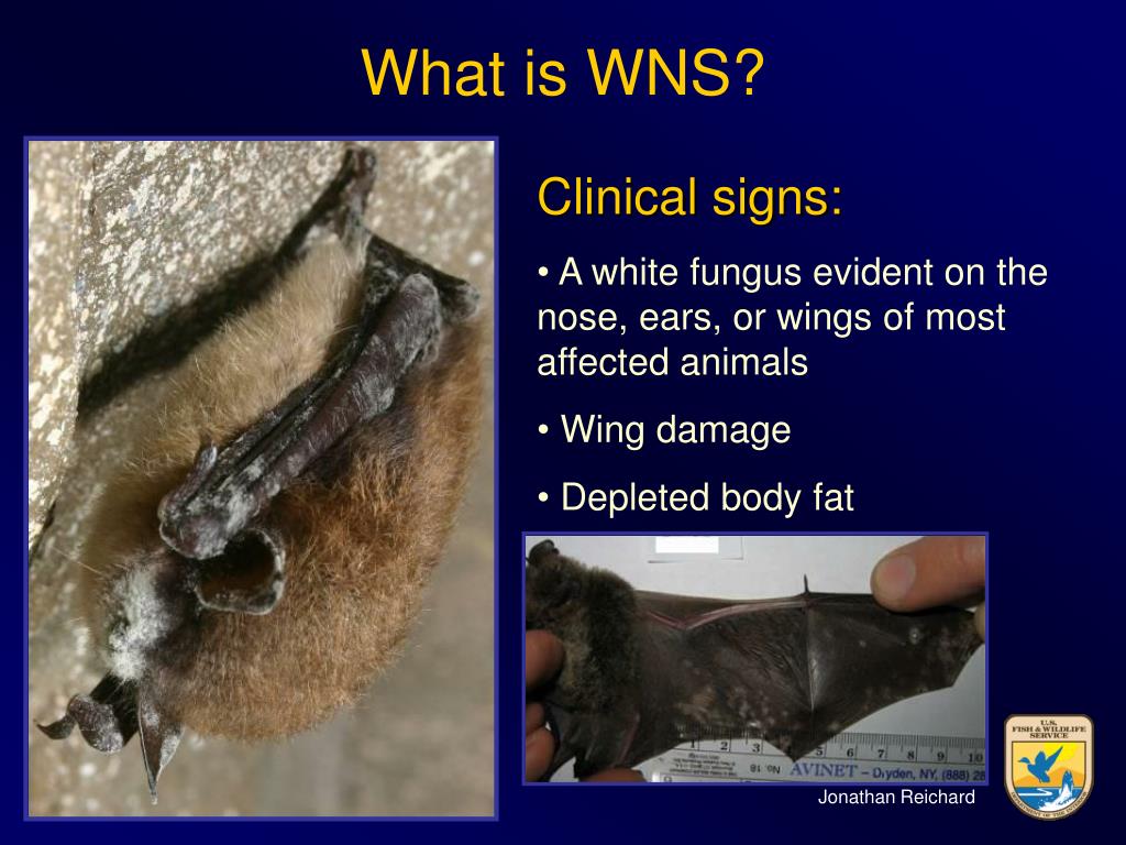 PPT - White-nose Syndrome (WNS): An Emergent Threat to Bats in North ...