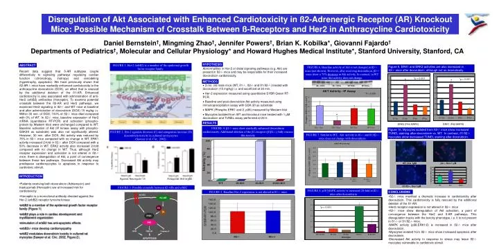 PPT - Daniel Bernstein † , Mingming Zhao † , Jennifer Powers † , Brian K. Kobilka*, Giovanni ...