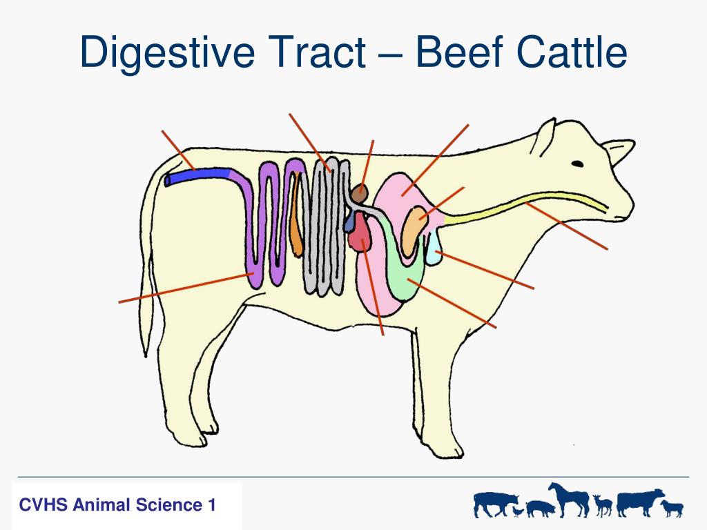 Digestive System In Farm Animals
