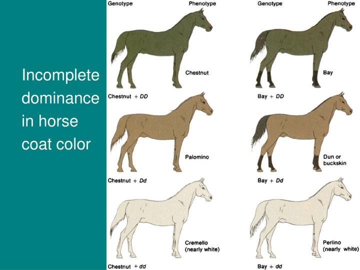 PPT - Complex Patterns of Inheritance PowerPoint Presentation - ID:3215065