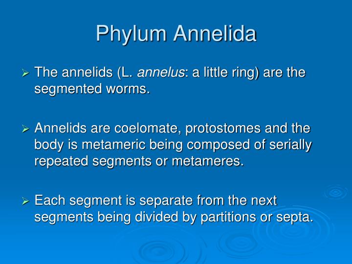 PPT - Phylum Annelida: summary of characteristics PowerPoint ...
