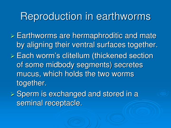 PPT - Phylum Annelida: summary of characteristics PowerPoint ...