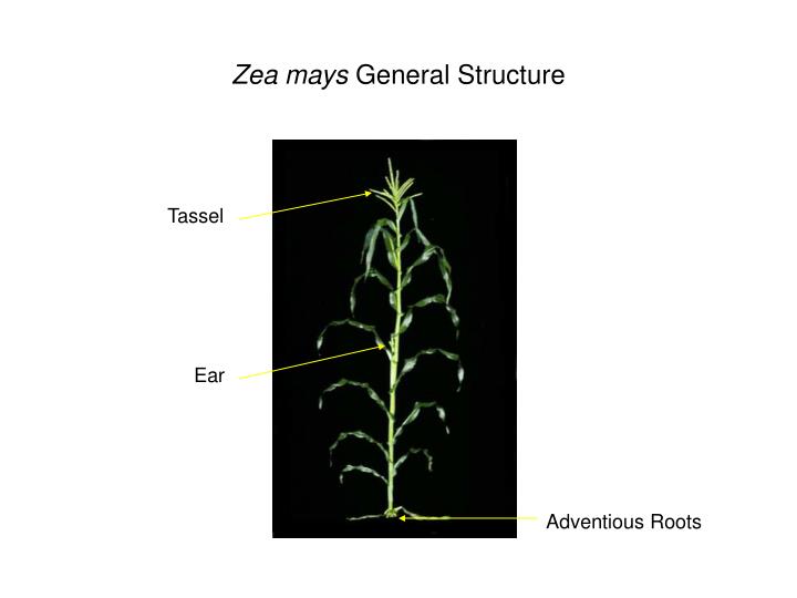 PPT - Anatomy of Zea mays PowerPoint Presentation - ID:3215365