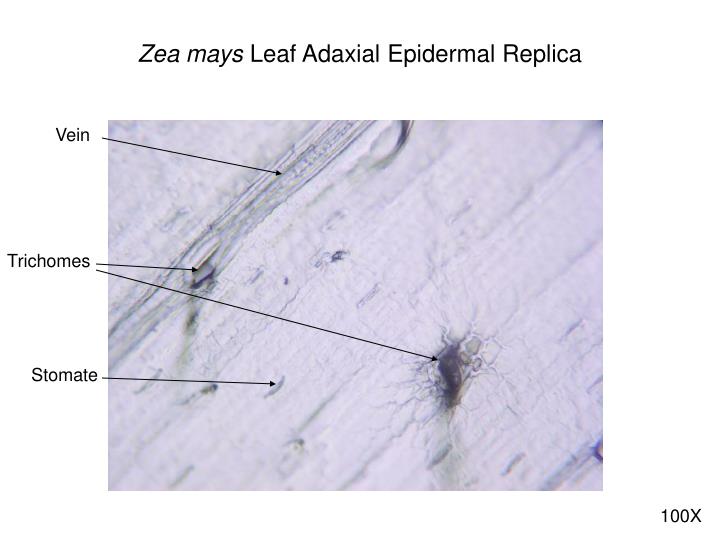 PPT - Anatomy of Zea mays PowerPoint Presentation - ID:3215365