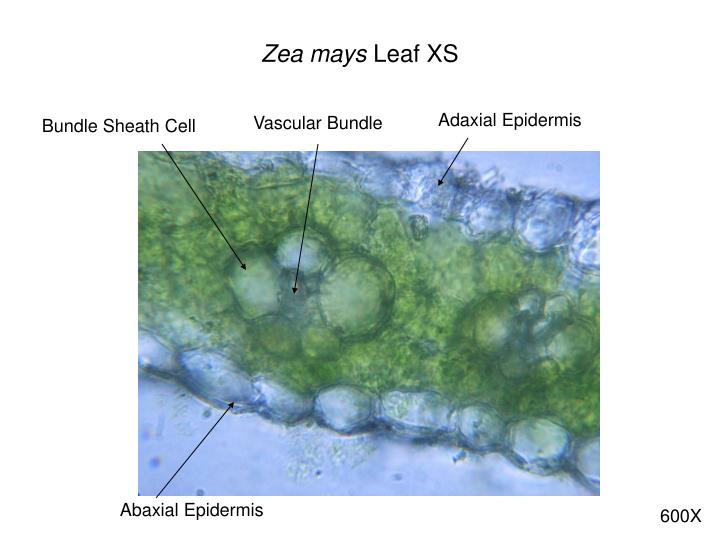 PPT - Anatomy of Zea mays PowerPoint Presentation - ID:3215365