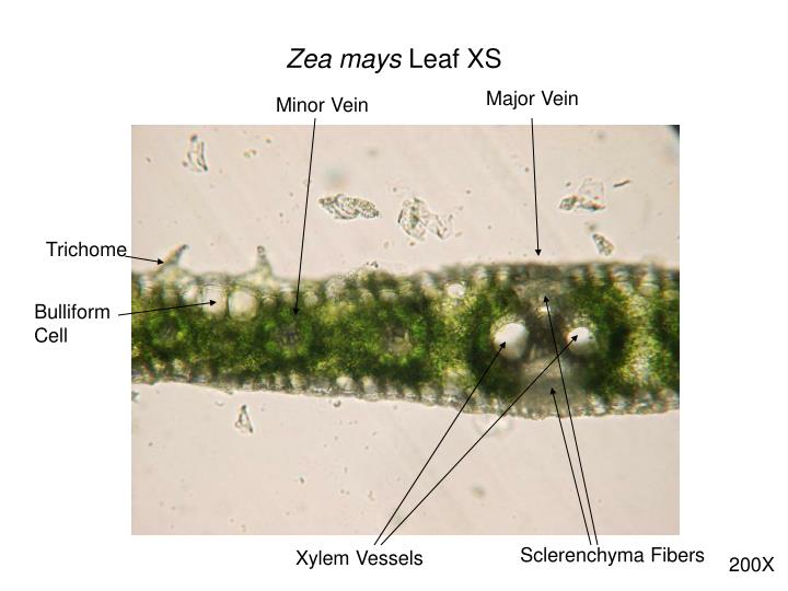 PPT - Anatomy of Zea mays PowerPoint Presentation - ID:3215365