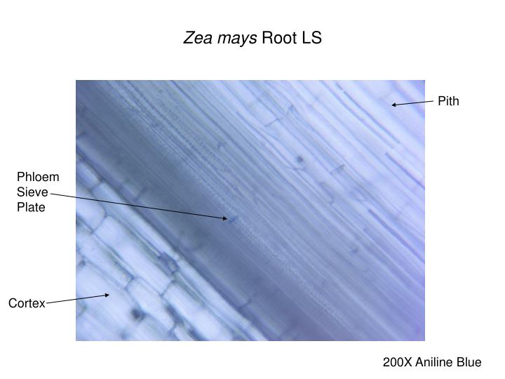 PPT - Anatomy of Zea mays PowerPoint Presentation - ID:3215365