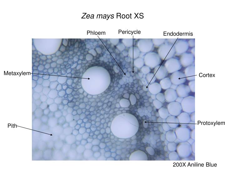 PPT - Anatomy of Zea mays PowerPoint Presentation - ID:3215365