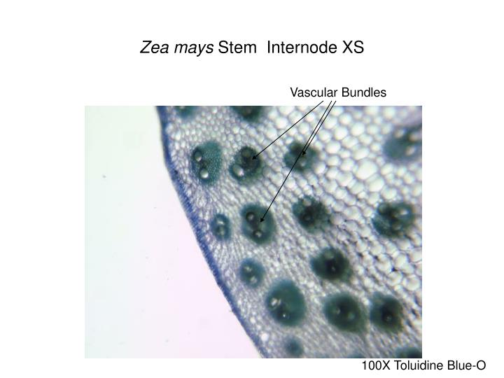PPT - Anatomy of Zea mays PowerPoint Presentation - ID:3215365