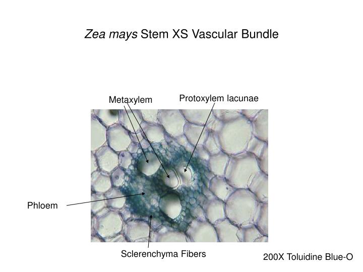 PPT - Anatomy of Zea mays PowerPoint Presentation - ID:3215365