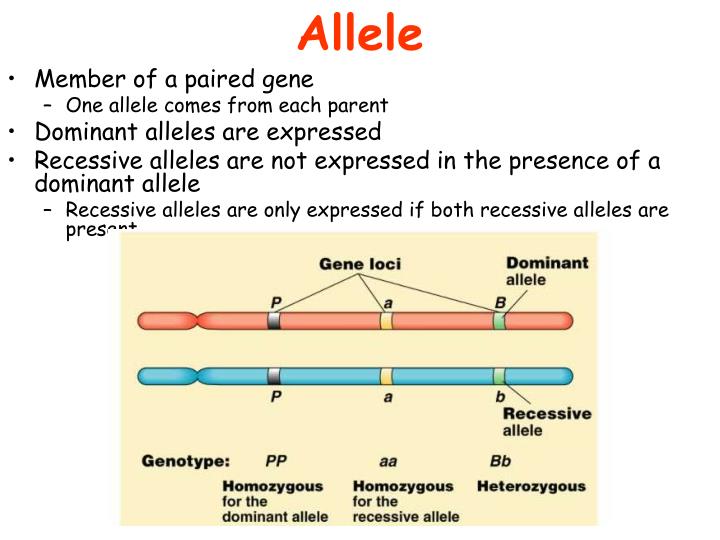PPT - Gene PowerPoint Presentation - ID:3215409