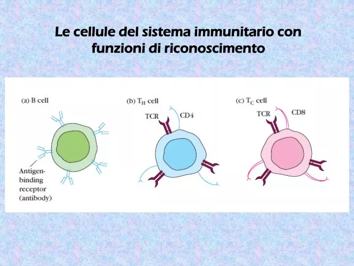 PPT - Le cellule del sistema immunitario con funzioni di riconoscimento ...
