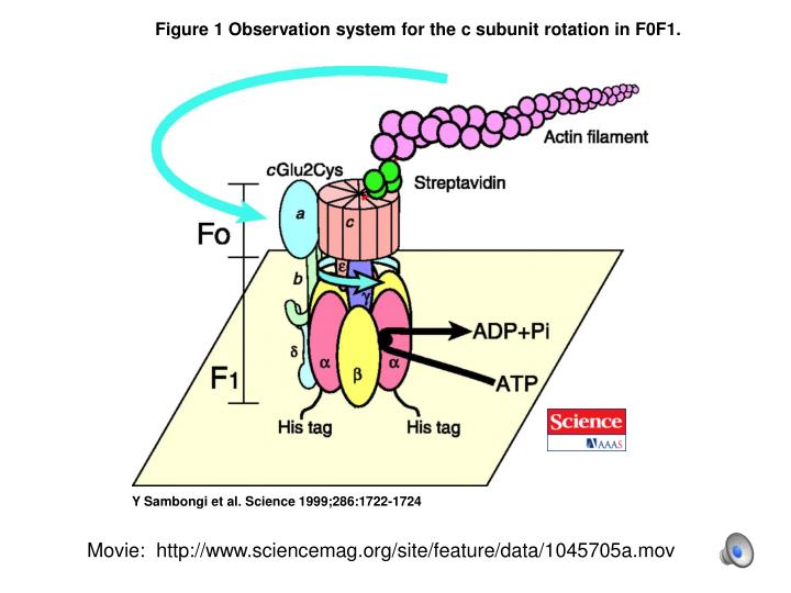 PPT - ATP synthesis : The F 1 F 0 -ATPase PowerPoint Presentation - ID ...