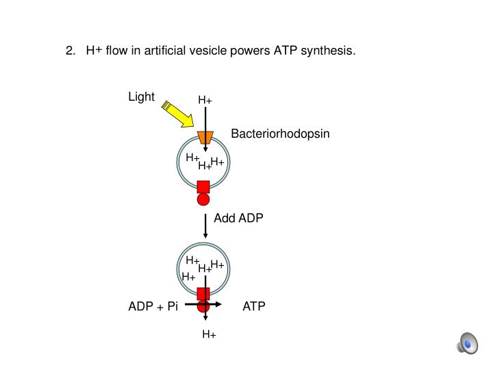 PPT - ATP synthesis : The F 1 F 0 -ATPase PowerPoint Presentation - ID ...
