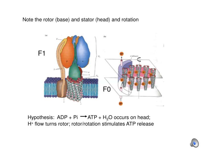 PPT - ATP synthesis : The F 1 F 0 -ATPase PowerPoint Presentation - ID ...