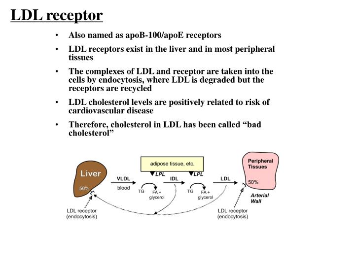 PPT - Lipoprotein Structures, Function and Metabolism PowerPoint ...
