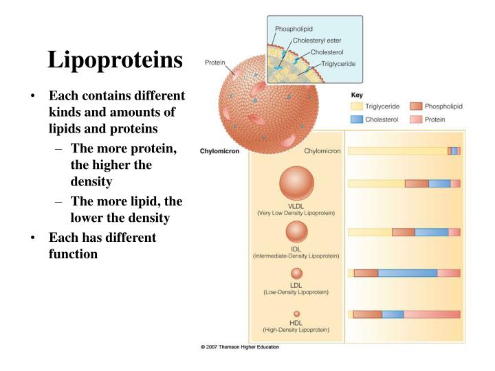 PPT - Lipoprotein Structures, Function and Metabolism PowerPoint ... PPT - Lipoprotein Structures, Function and Metabolism PowerPoint ...