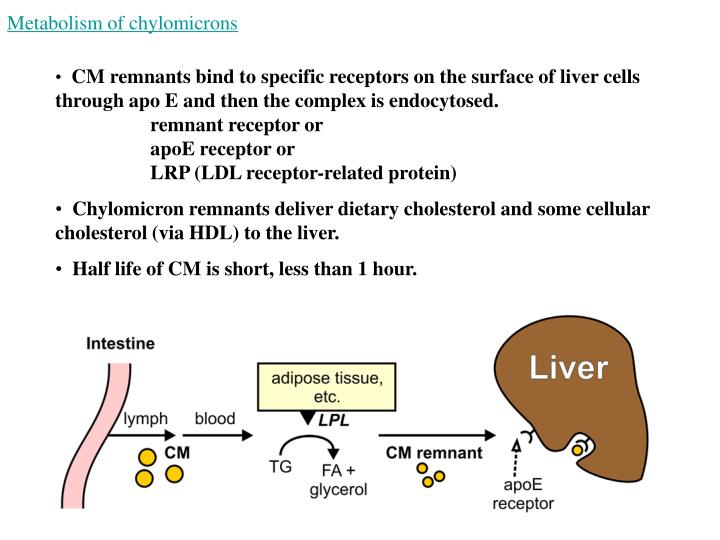 PPT - Lipoprotein Structures, Function and Metabolism PowerPoint ...