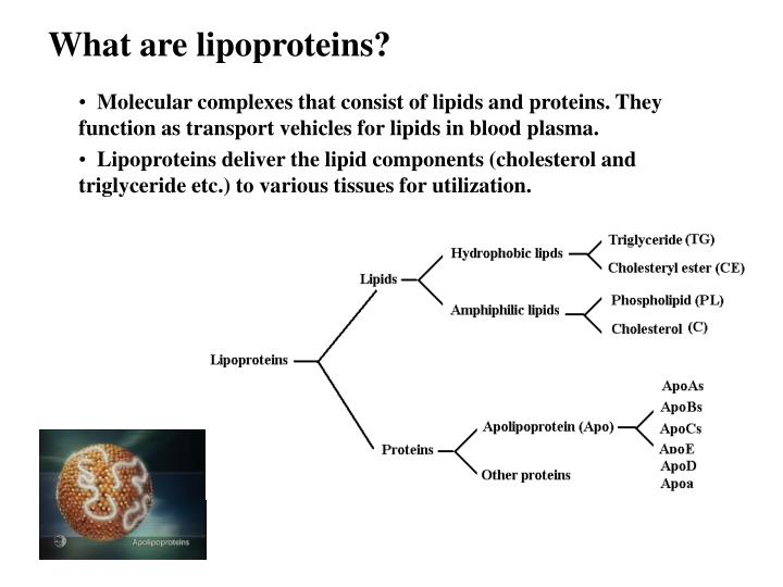 PPT - Lipoprotein Structures, Function and Metabolism PowerPoint ...