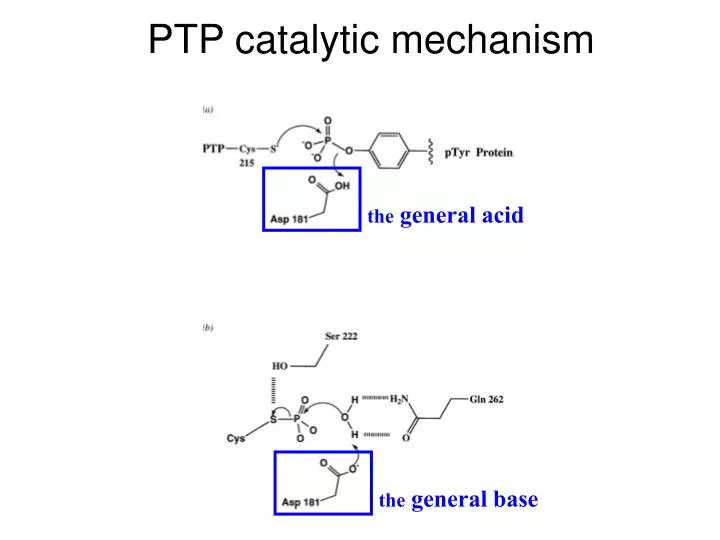 PPT - PTP catalytic mechanism PowerPoint Presentation, free download ...