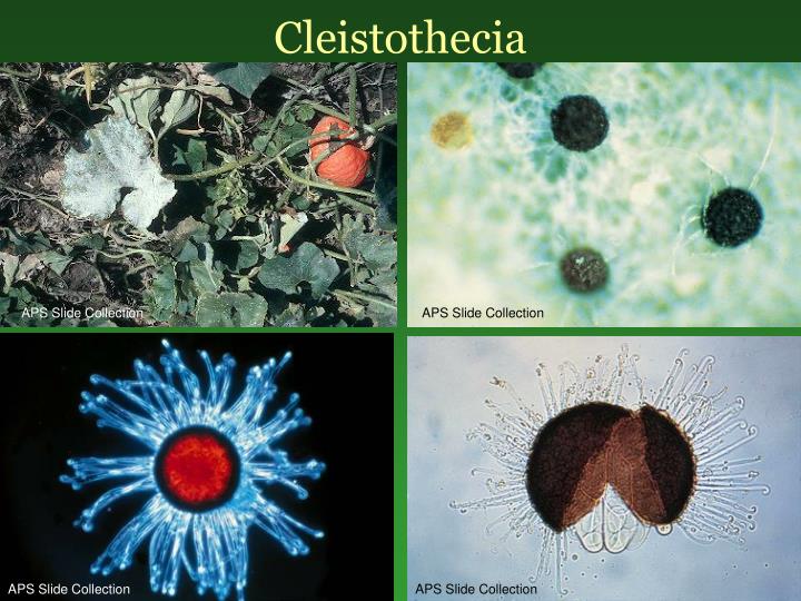 PPT - Rhizopus sp. on peach PowerPoint Presentation - ID:3216801
