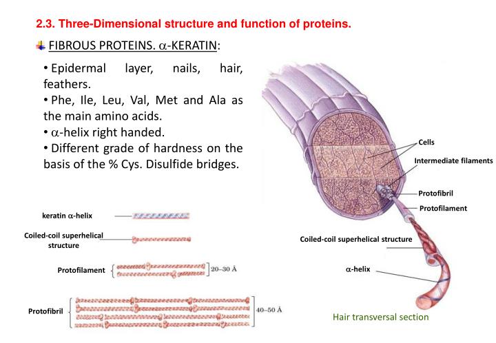 PPT - UNIT 2. Structure and function of proteins. PowerPoint ...
