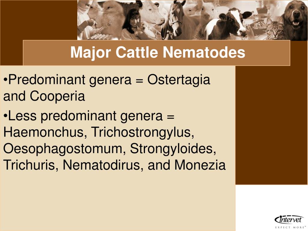 PPT - Bill Burdett, D.V.M., Intervet Inc. PowerPoint Presentation, free ...