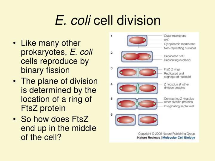 PPT - Polarity in cells and sheets PowerPoint Presentation - ID:3217583