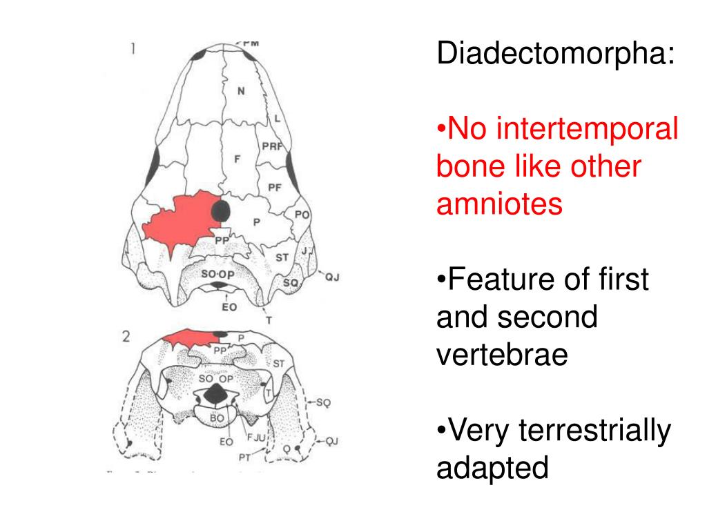 PPT - Biology 680 Major Groups of Vertebrates 2009 - Pelycosauria Dr ...