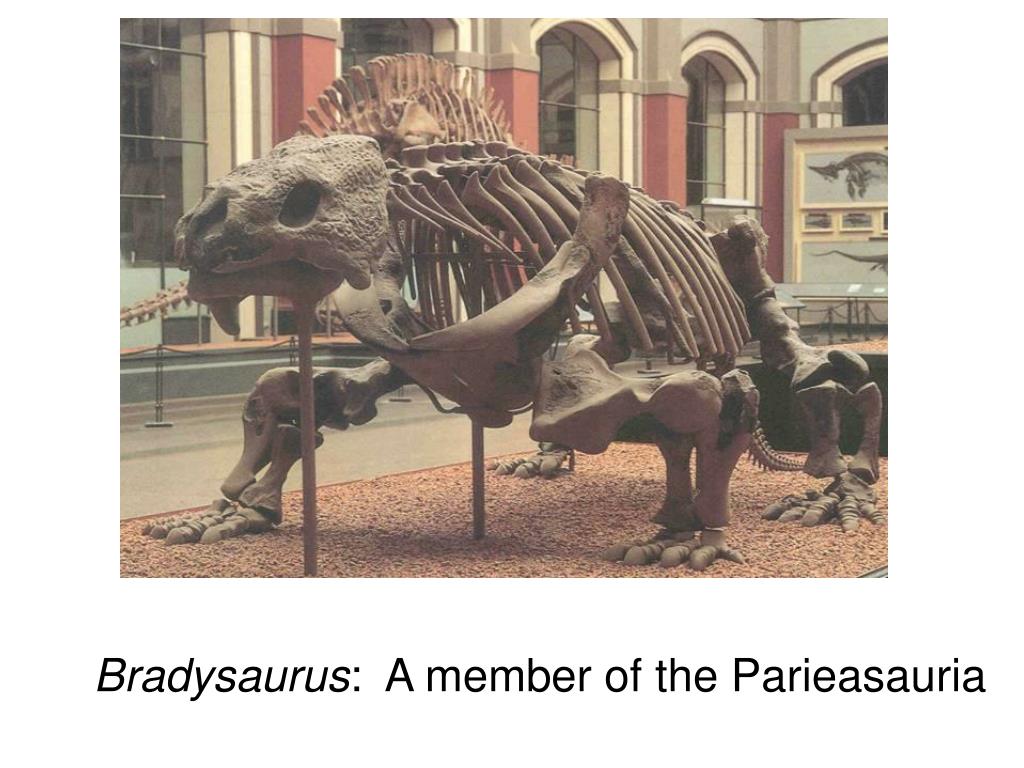 PPT - Biology 680 Major Groups of Vertebrates 2009 - Pelycosauria Dr ...