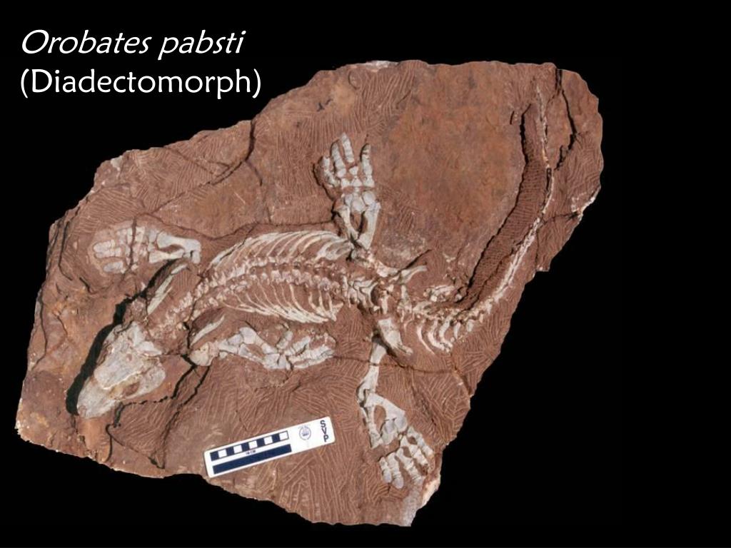 PPT - Biology 680 Major Groups of Vertebrates 2009 - Pelycosauria Dr ...
