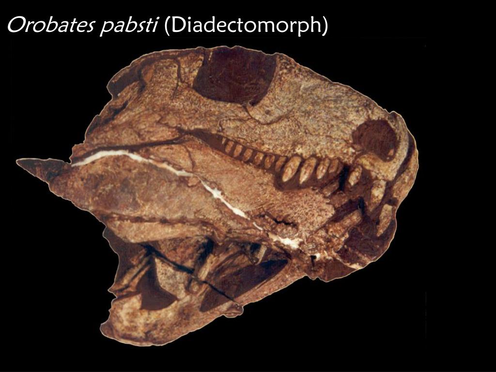 PPT - Biology 680 Major Groups of Vertebrates 2009 - Pelycosauria Dr ...
