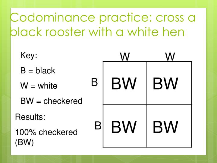 PPT - Dihybrid Punnett Squares PowerPoint Presentation - ID:3219591