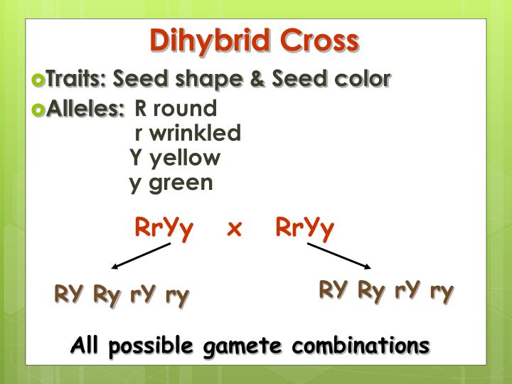 PPT - Dihybrid Punnett Squares PowerPoint Presentation - ID:3219591