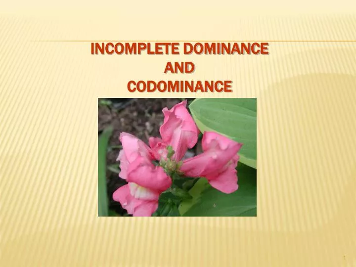 PPT - INCOMPLETE DOMINANCE AND CODOMINANCE PowerPoint Presentation ...