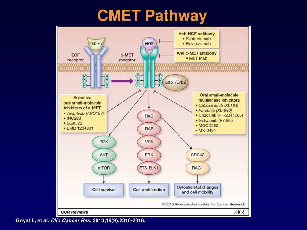 PPT - Novel Targets and Therapies for GI Malignancies: What does the ...