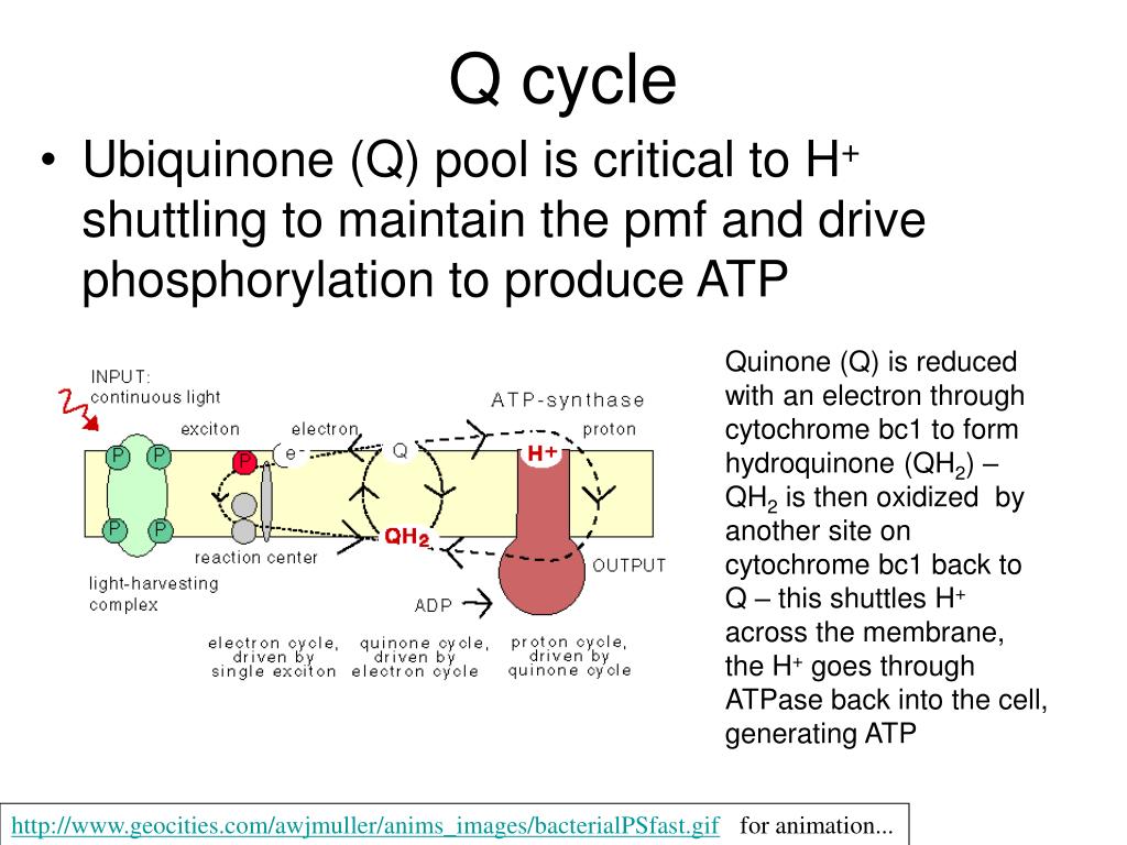 PPT - Photosynthetic organisms PowerPoint Presentation, free download ...