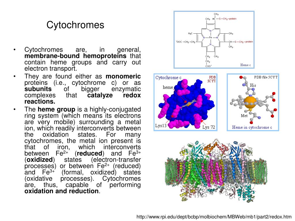 PPT - Energy production in eukaryotic organelles Mitochondria and ...