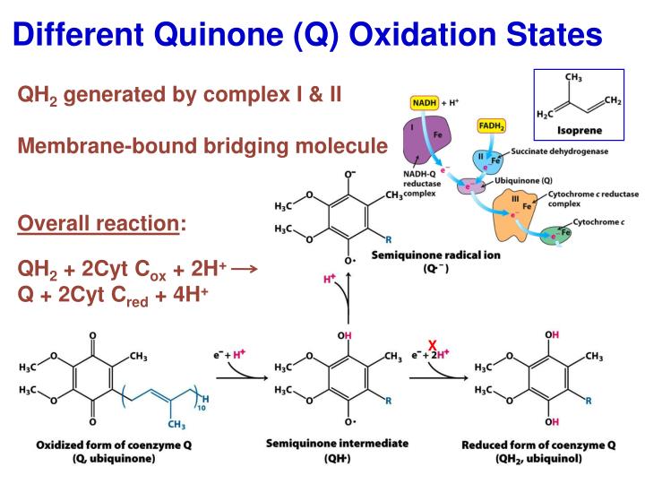 PPT - Electron Transport Chain/Respiratory Chain PowerPoint ...