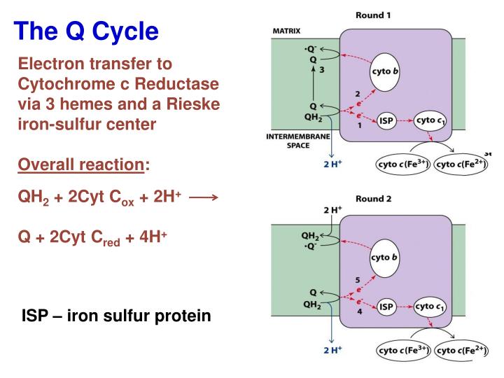 PPT - Electron Transport Chain/Respiratory Chain PowerPoint ...