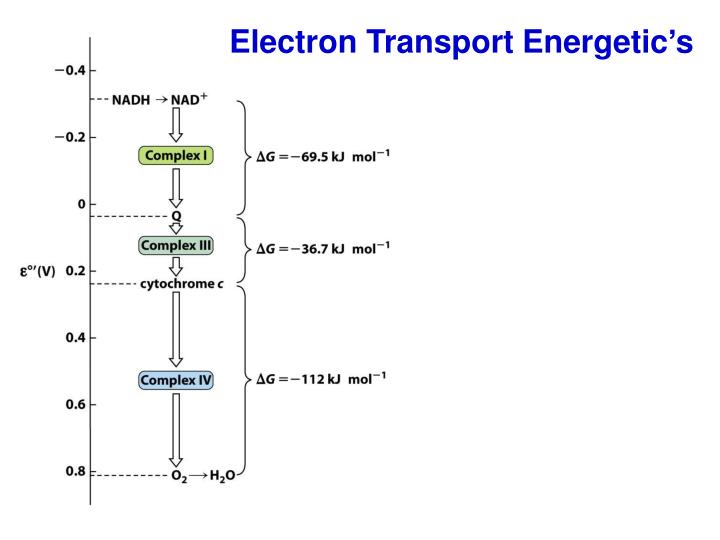 PPT - Electron Transport Chain/Respiratory Chain PowerPoint ...