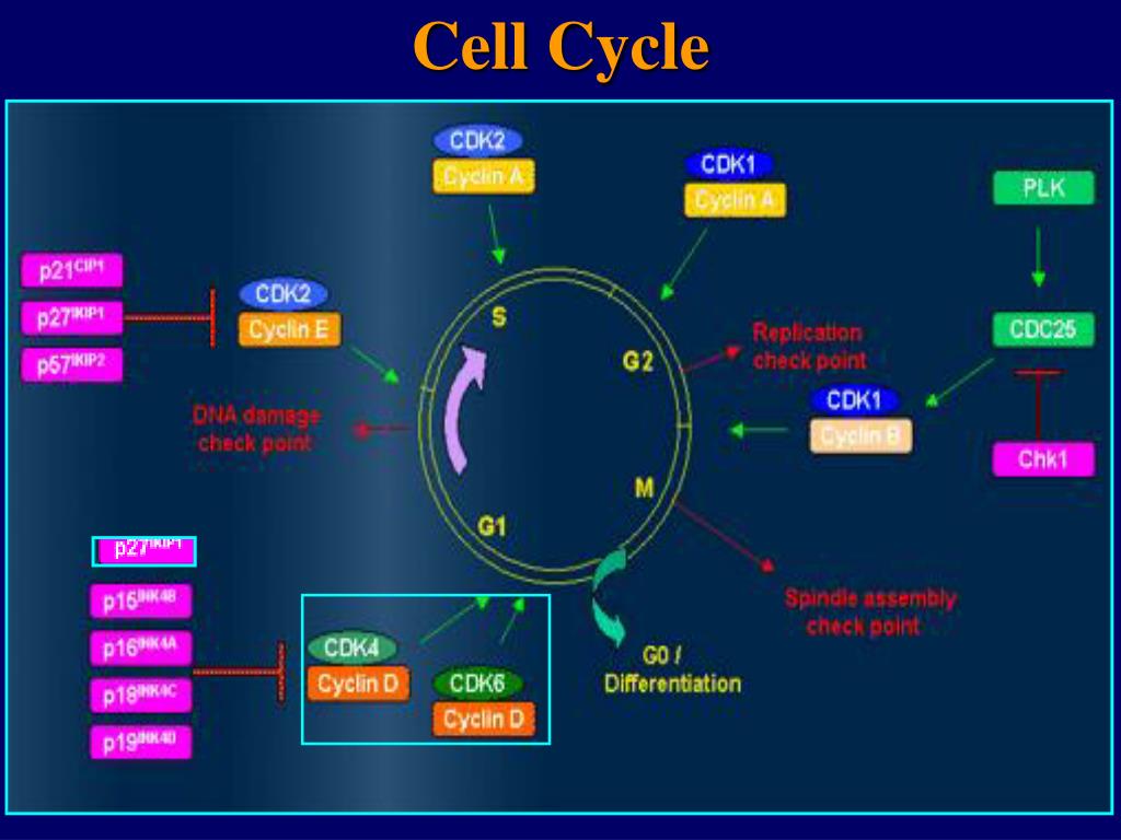 PPT - Triiodothyronine and L-thyroxine (T3/T4) , their receptors and ...